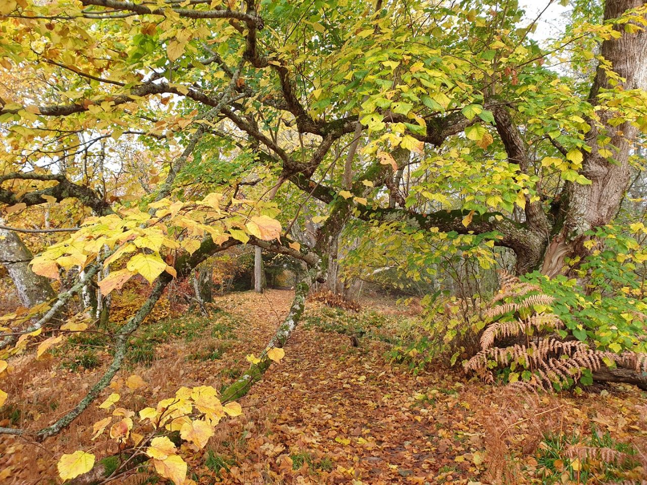 Photo Gallery | Stratherrick & Foyers Community Trust