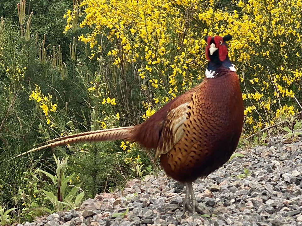 SPRING PHOTOGRAPHY COMPETITION! | 02 July 2024 | Stratherrick & Foyers ...