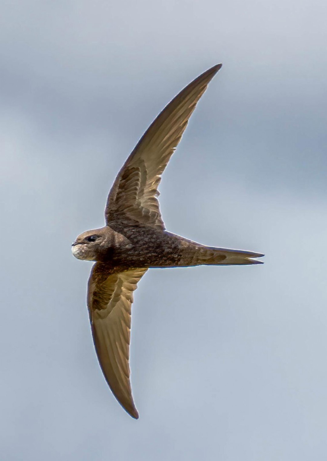Welcoming swifts into our skies! | 14 May 2024 | Stratherrick & Foyers ...