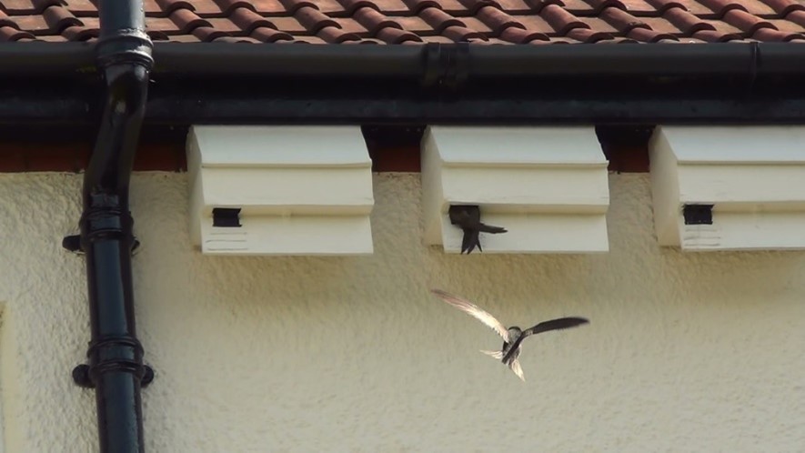 Boleskine Biodiversity Group | Stratherrick & Foyers Community Trust